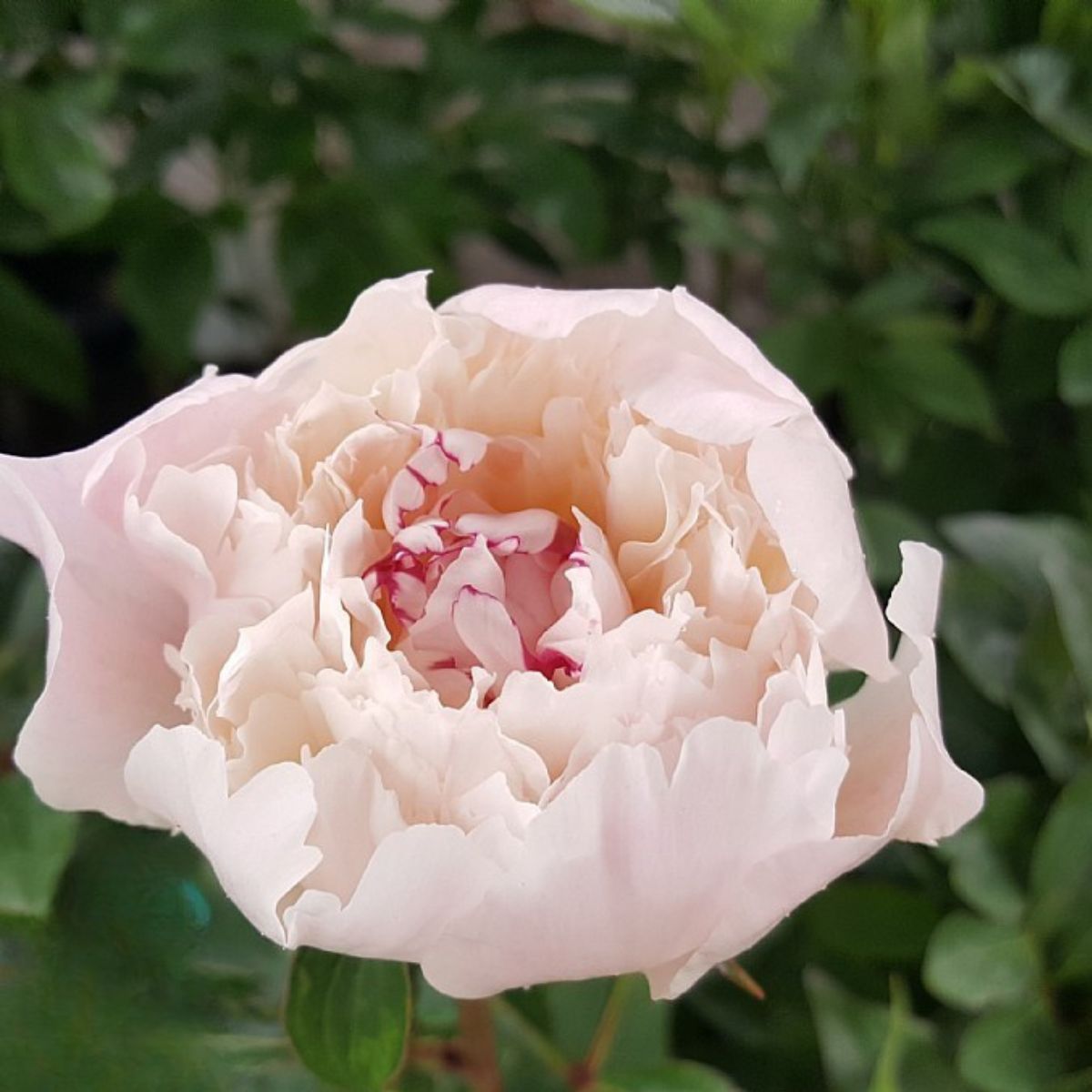 Silkepæon Paeonia lactiflora 'Pecher' 4 liter potte | Plantorama